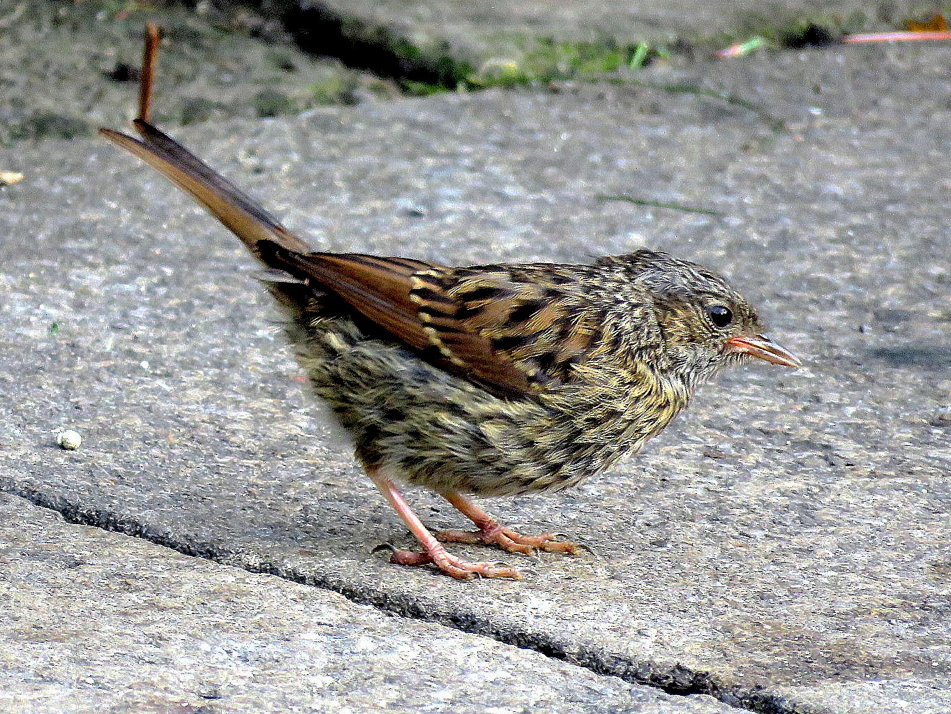 Dunnock - eBird