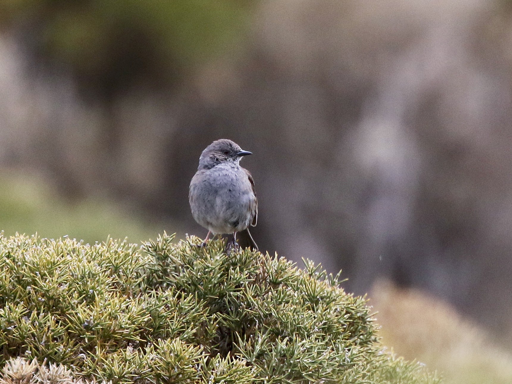 Dunnock - eBird