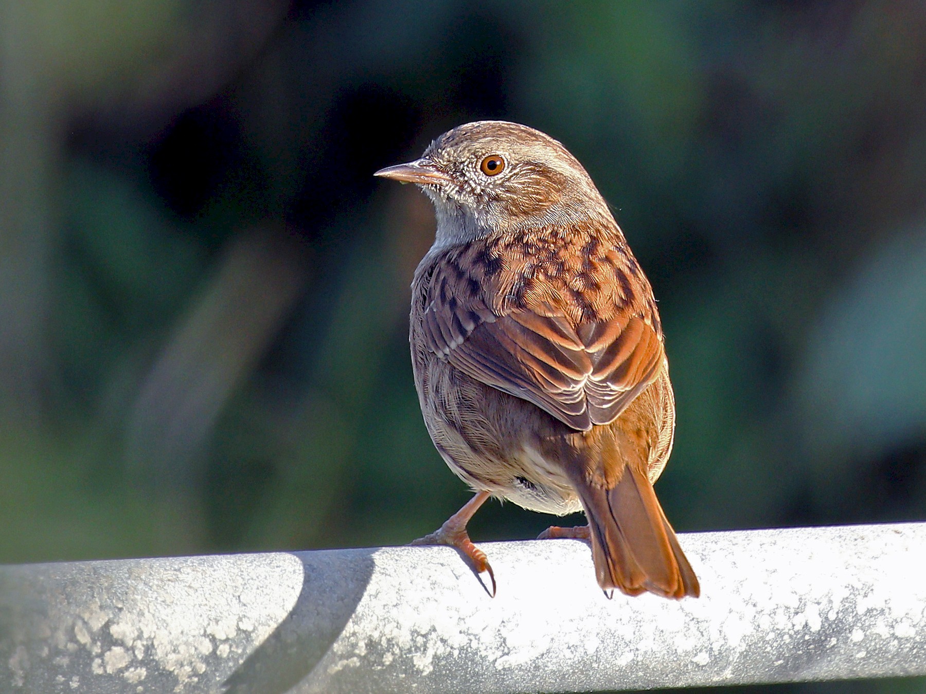 Dunnock - eBird