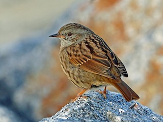 Dunnock - eBird