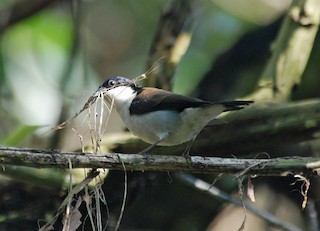 White-breasted Nigrita - Nigrita fusconotus - Birds of the World