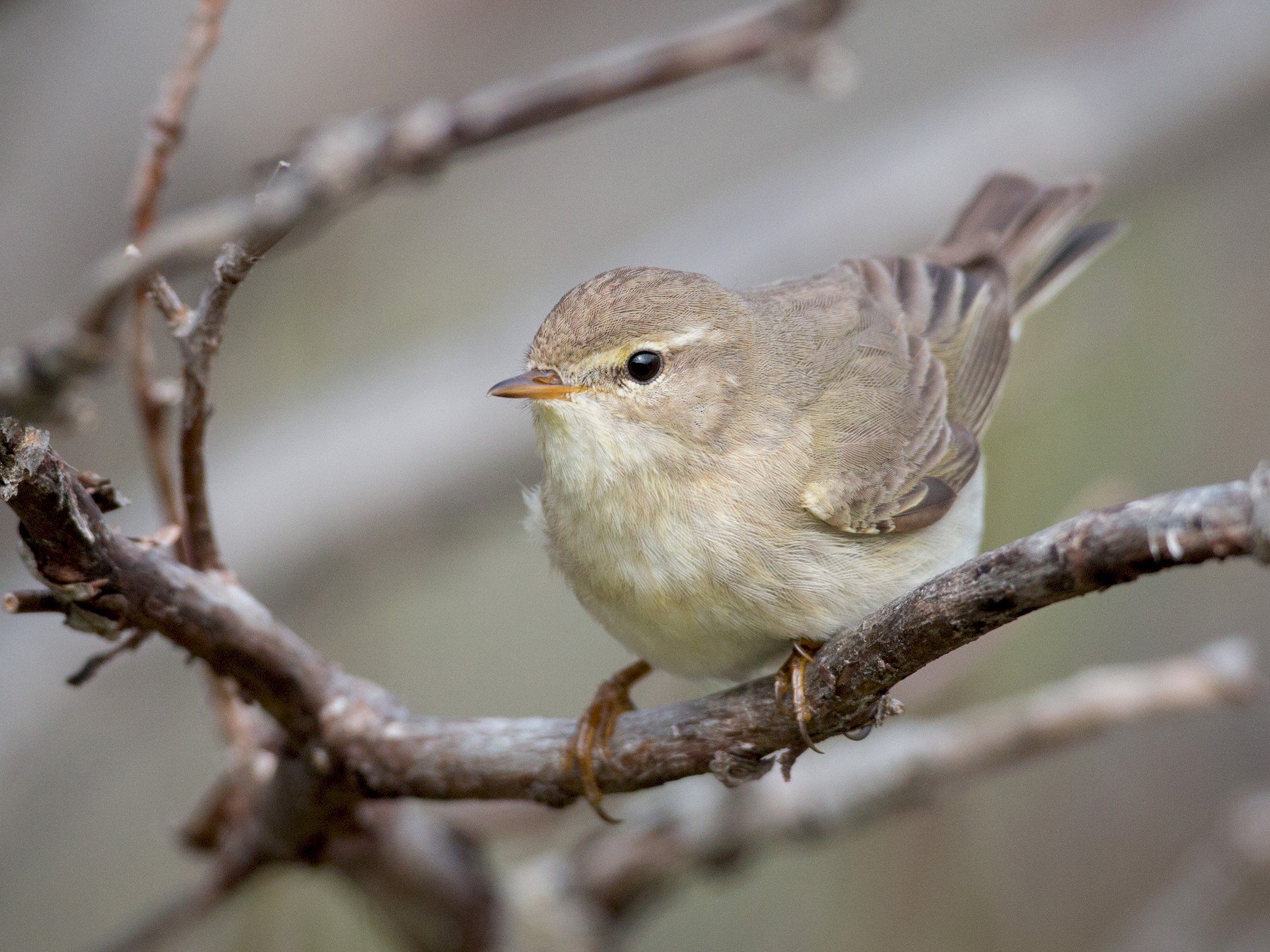 Willow Warbler - eBird