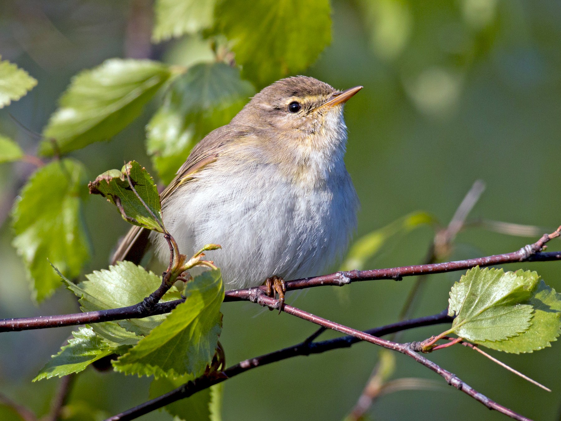 Willow Warbler - eBird