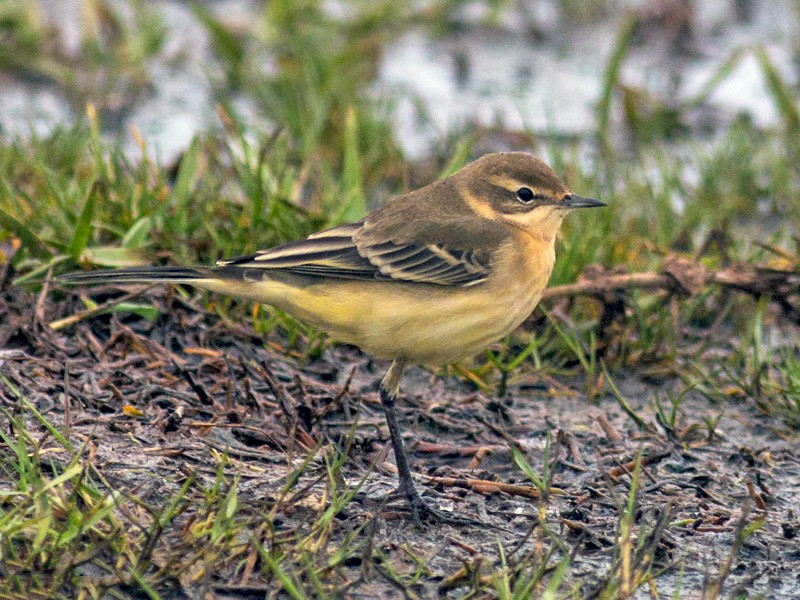 Western Yellow Wagtail - eBird