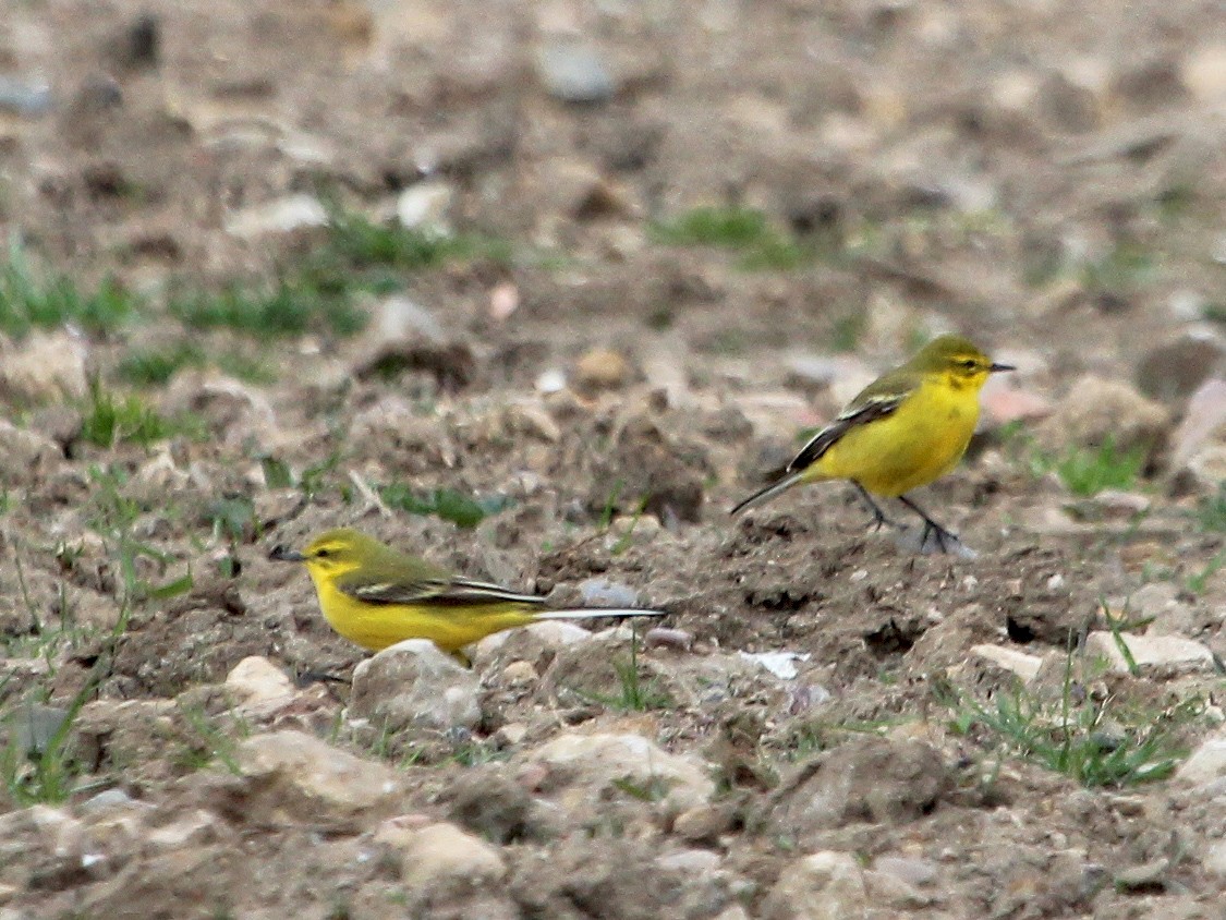 Western Yellow Wagtail - eBird