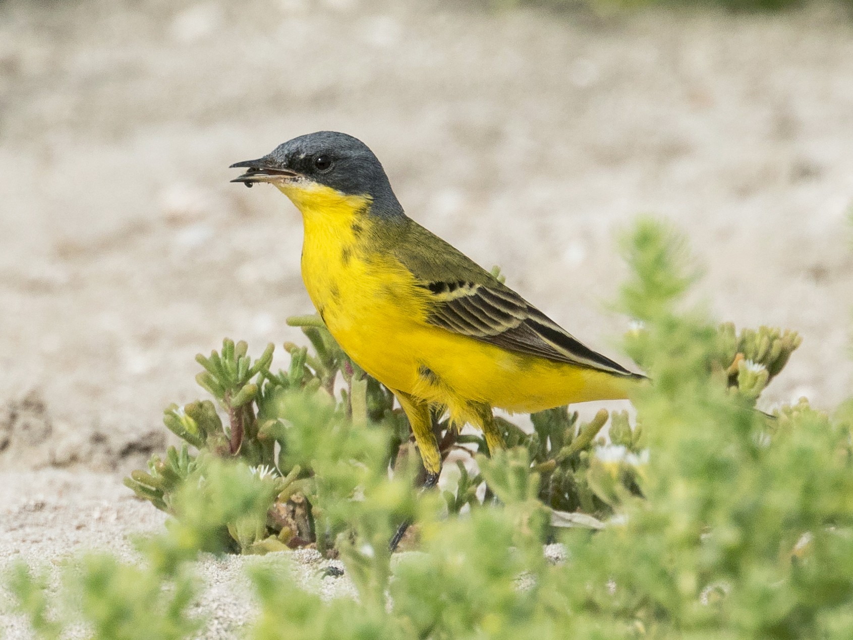 Western Yellow Wagtail - eBird