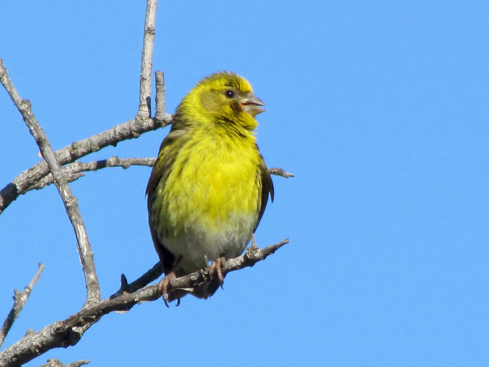 European Serin - eBird