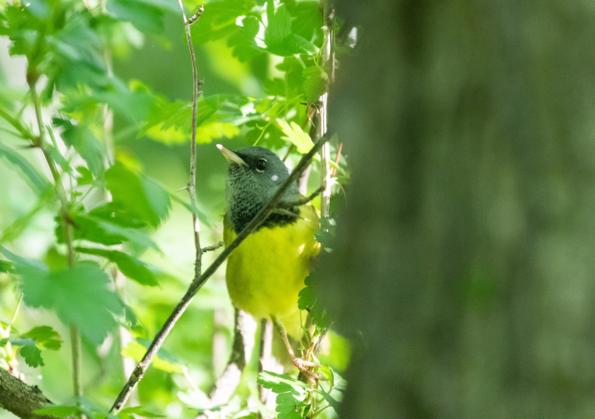 MacGillivray's/Mourning Warbler - eBird
