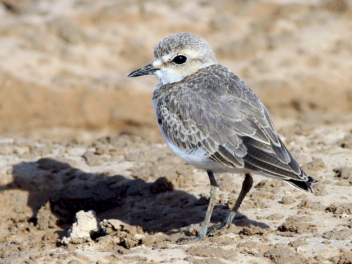 Kentish Plover - eBird
