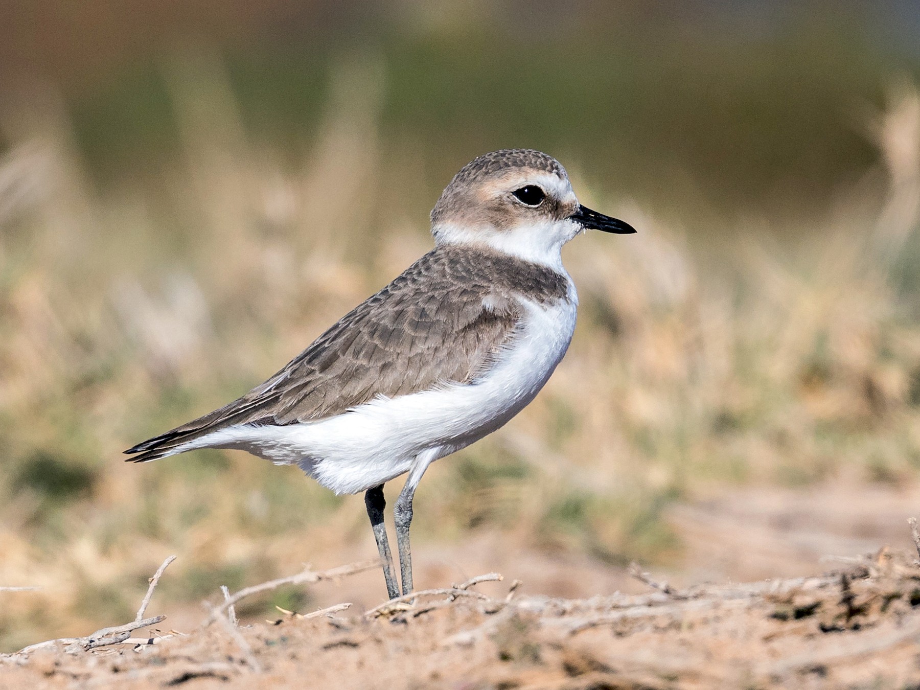 Kentish Plover - eBird