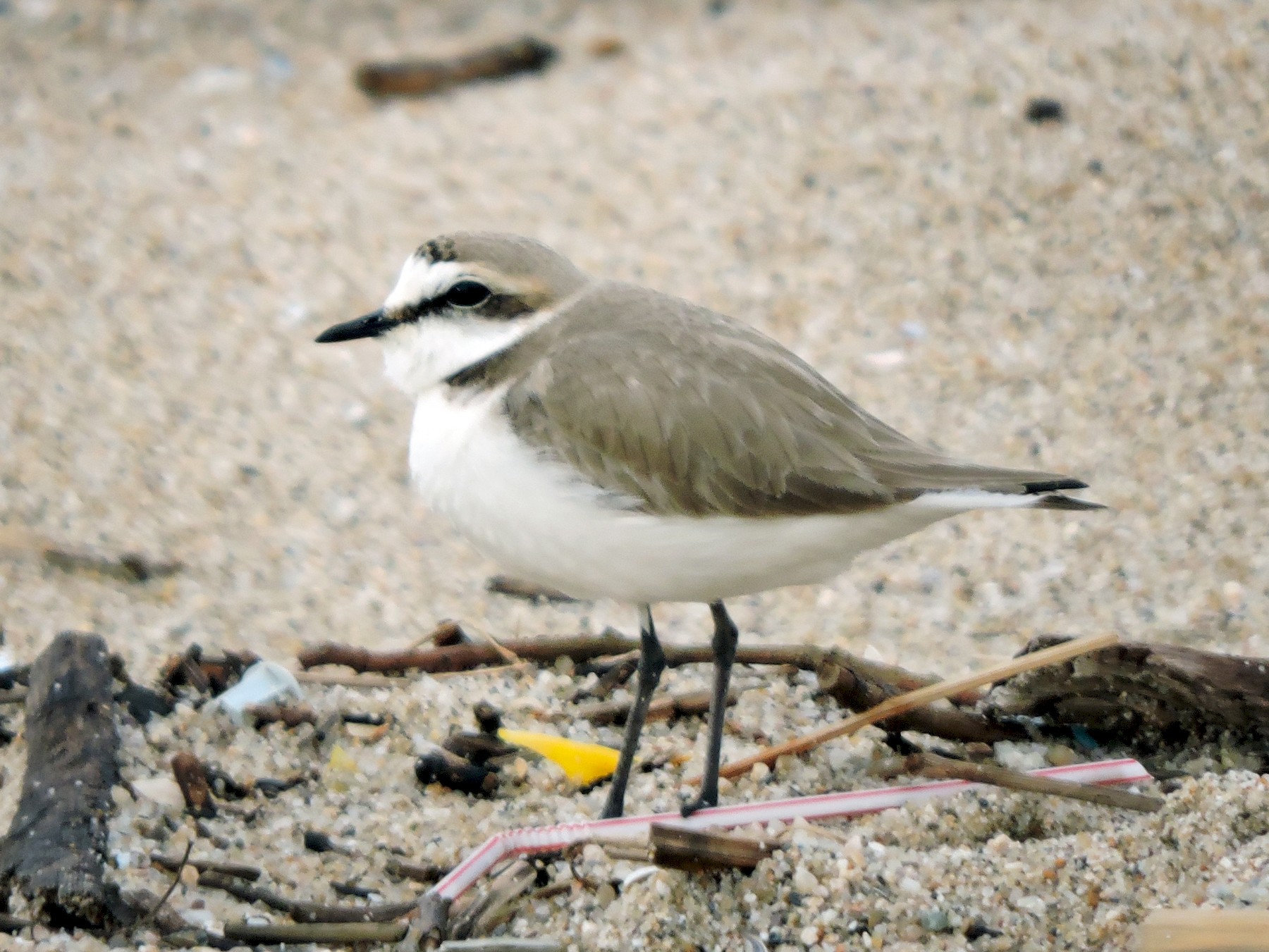 Kentish Plover - eBird