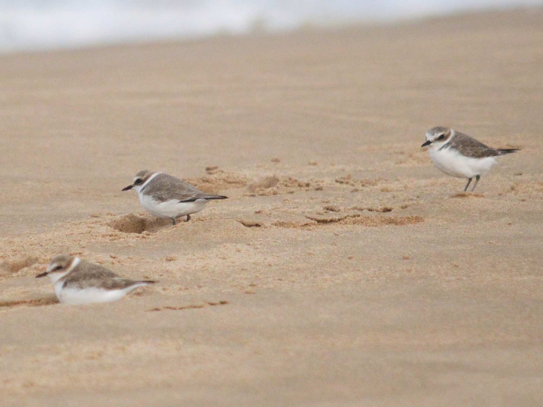 Kentish Plover - eBird