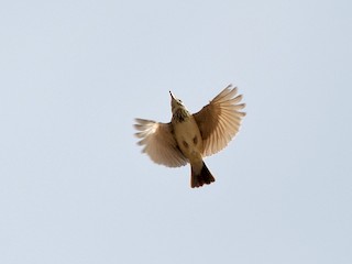 Crested Lark - eBird