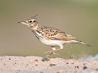Crested Lark - eBird
