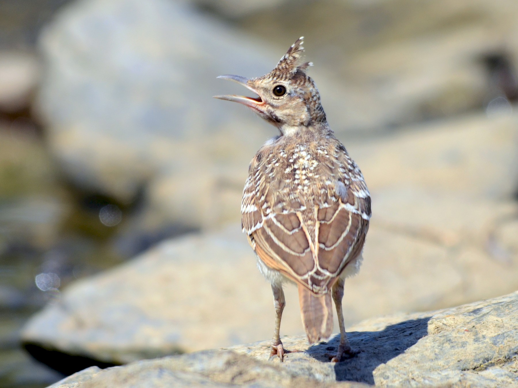 Crested Lark - eBird