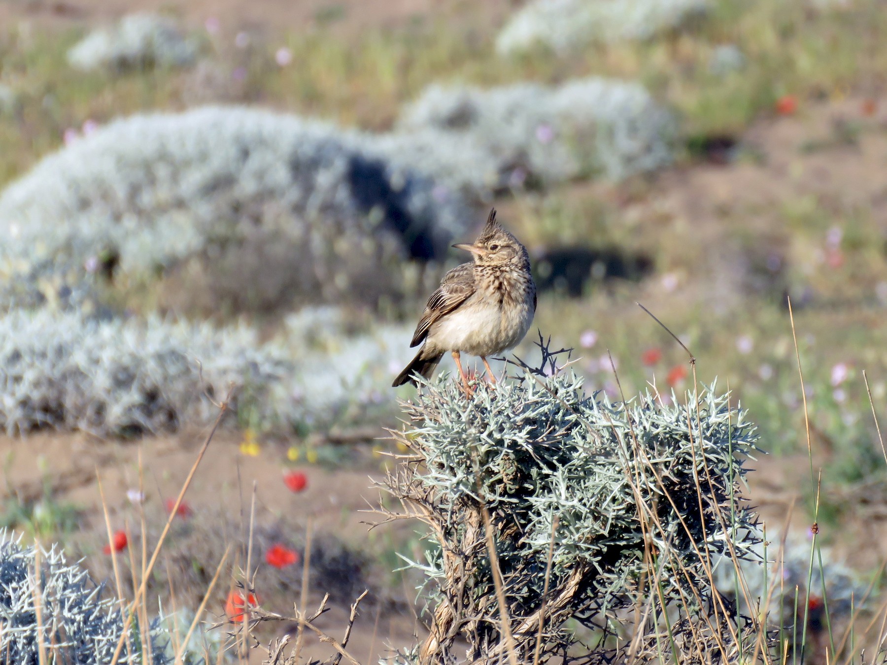 Crested Lark (Crested) - eBird