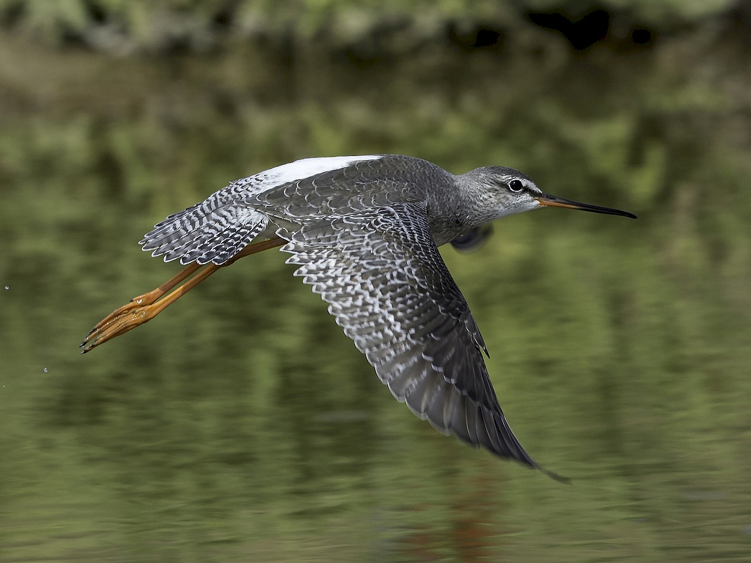 Spotted Redshank - eBird