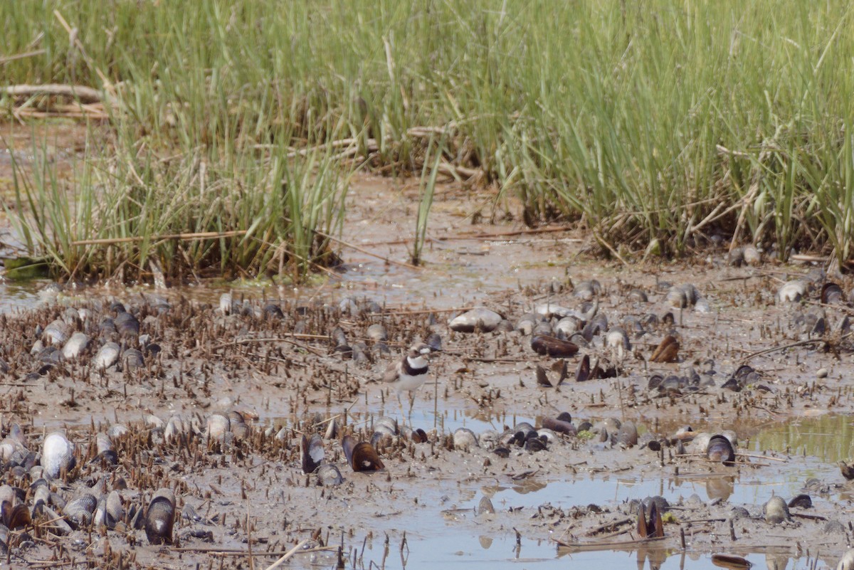 eBird Checklist - 21 May 2022 - **CHINCOTEAGUE NWR - 61 species (+2 ...