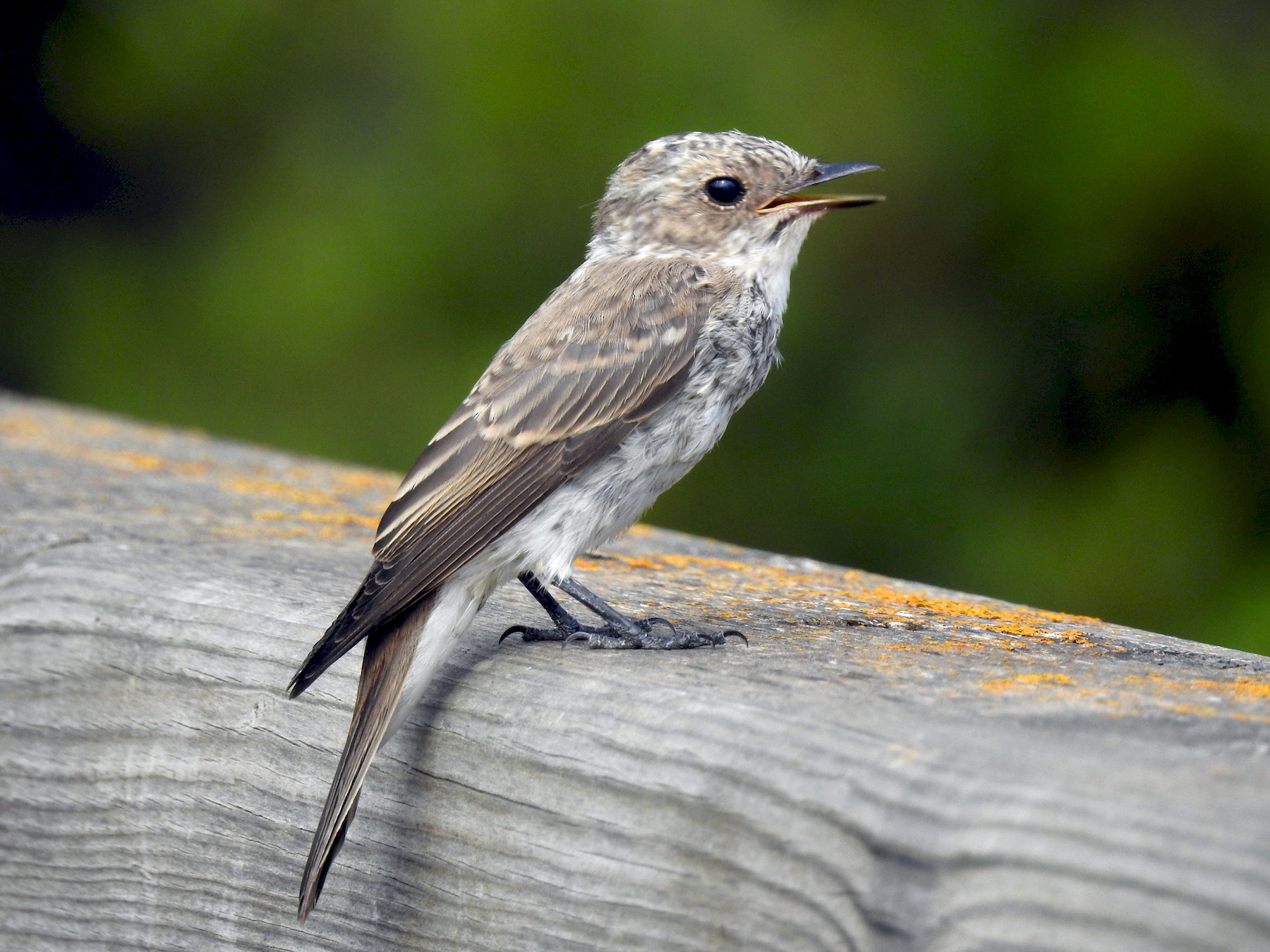 Spotted Flycatcher - eBird