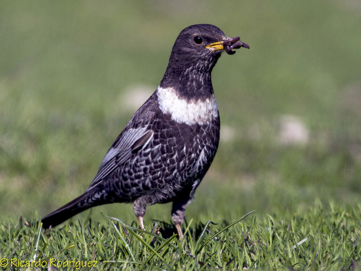 Ring Ouzel - eBird