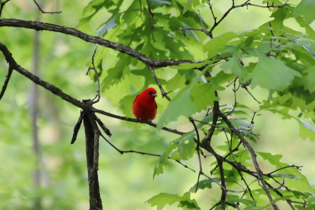 eBird Checklist - 22 May 2022 - LaBagh Woods Forest Preserve - 54 species