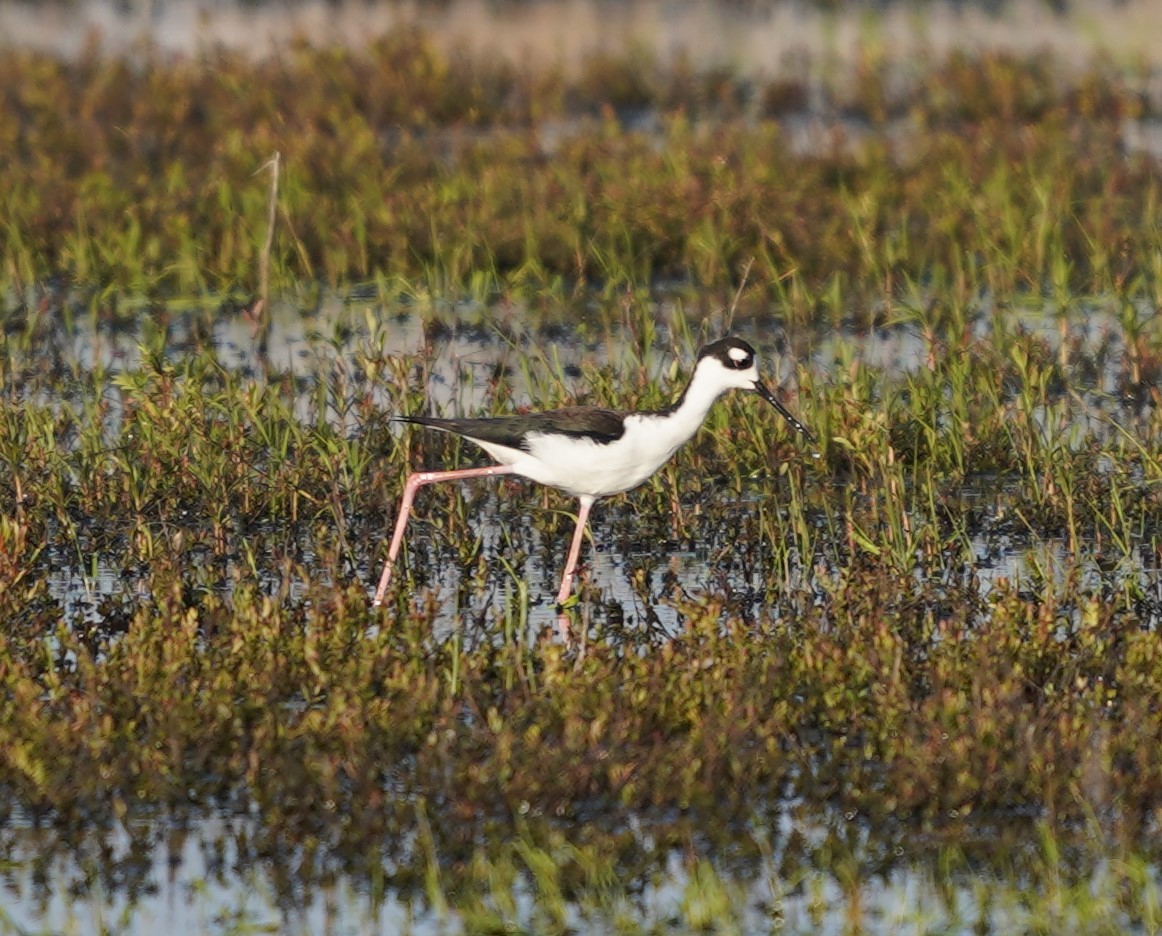 eBird Checklist - 22 May 2022 - Milestone Cranberry Bogs - 12 species
