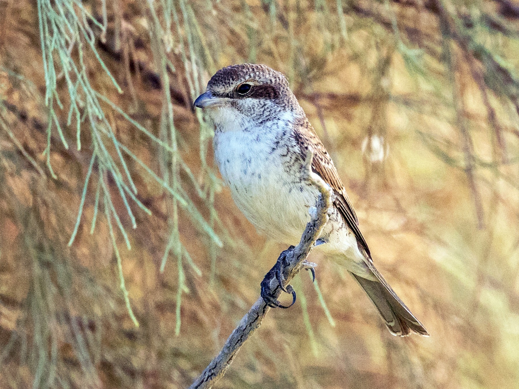 Red-backed Shrike - eBird
