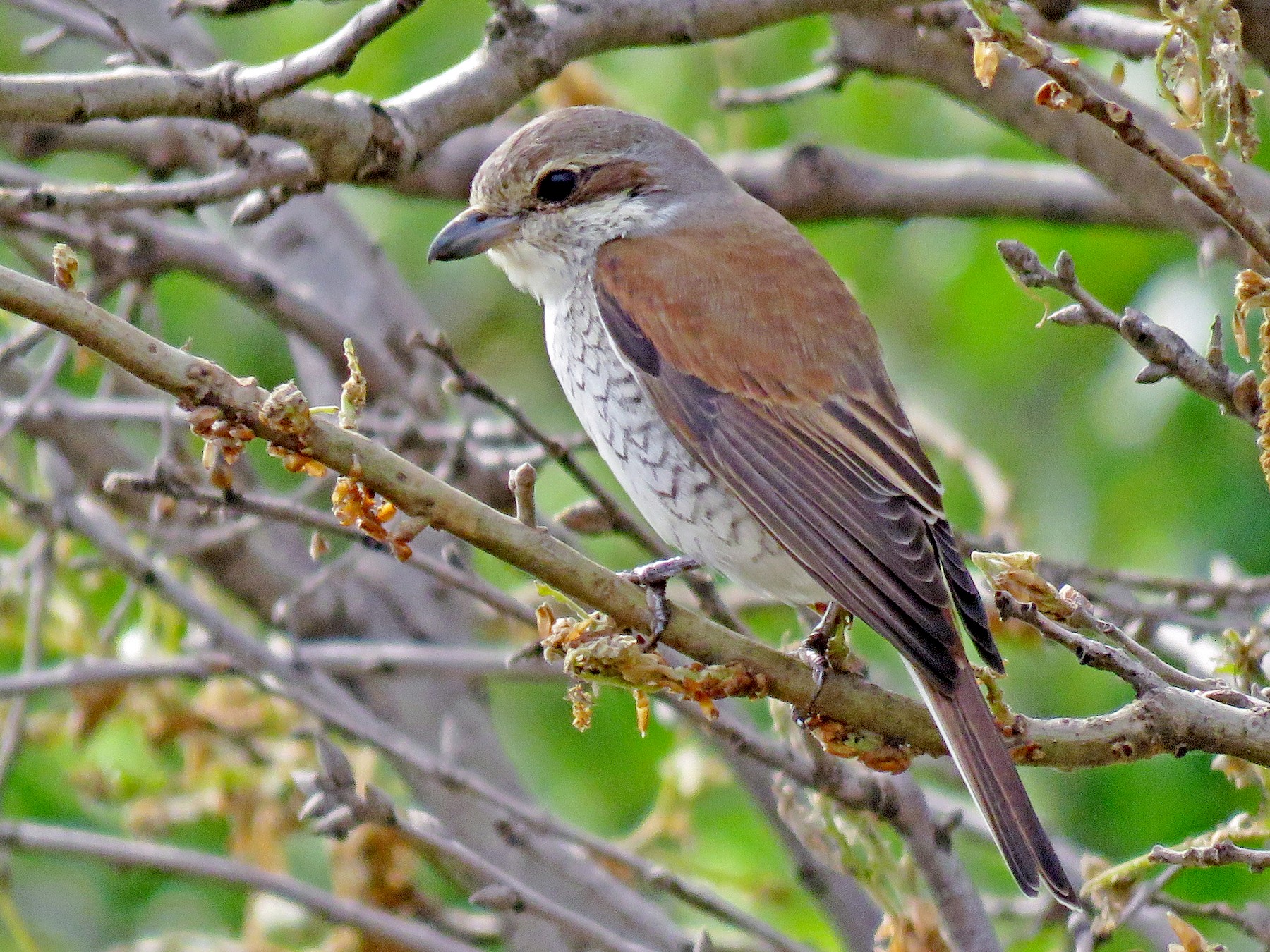 Red-backed Shrike - eBird