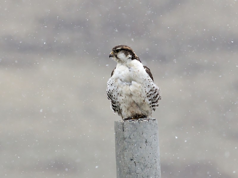 Saker Falcon - eBird