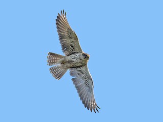 Saker Falcon - eBird