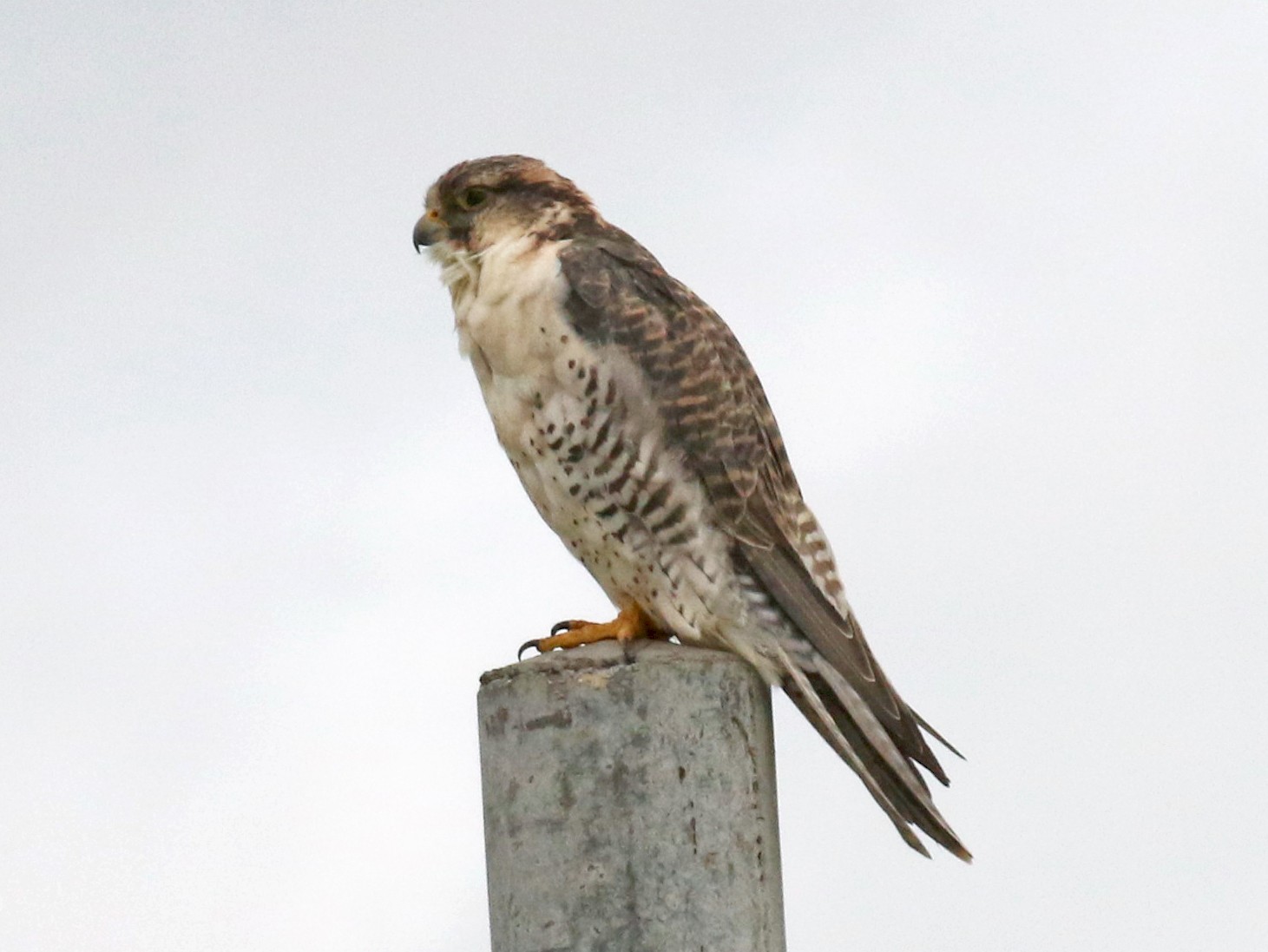 Saker Falcon - eBird