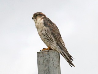 Saker Falcon - eBird
