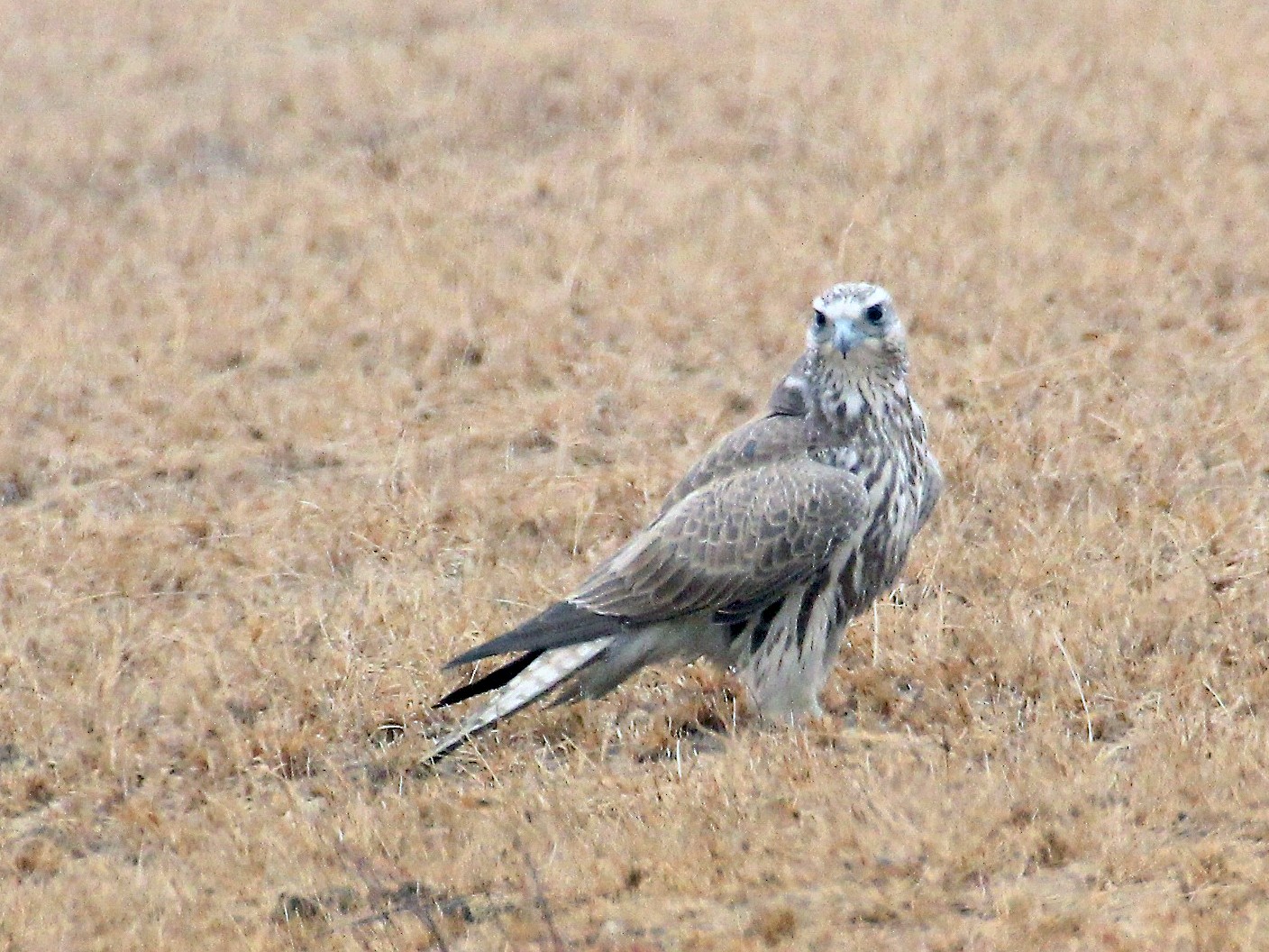 Saker Falcon - eBird