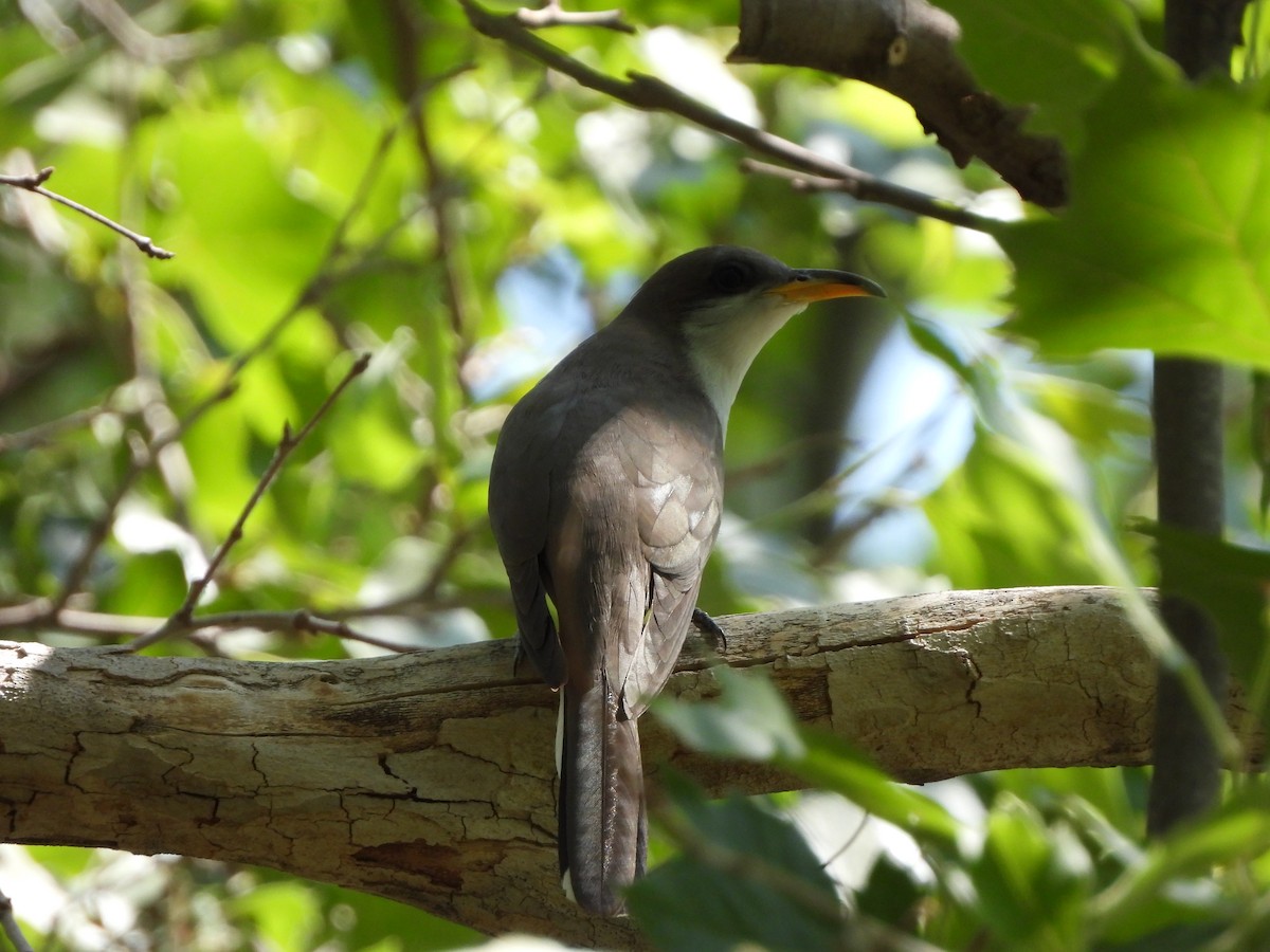 eBird Checklist - 22 May 2022 - Devils River SNA (Val Verde Co.) - 42 ...