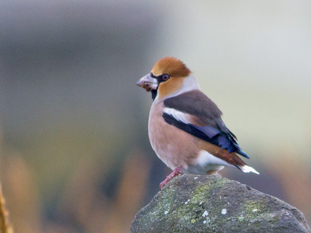 Hawfinch - eBird