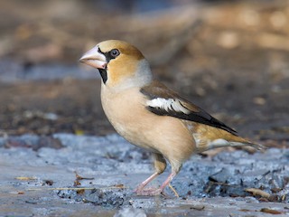 Hawfinch - eBird