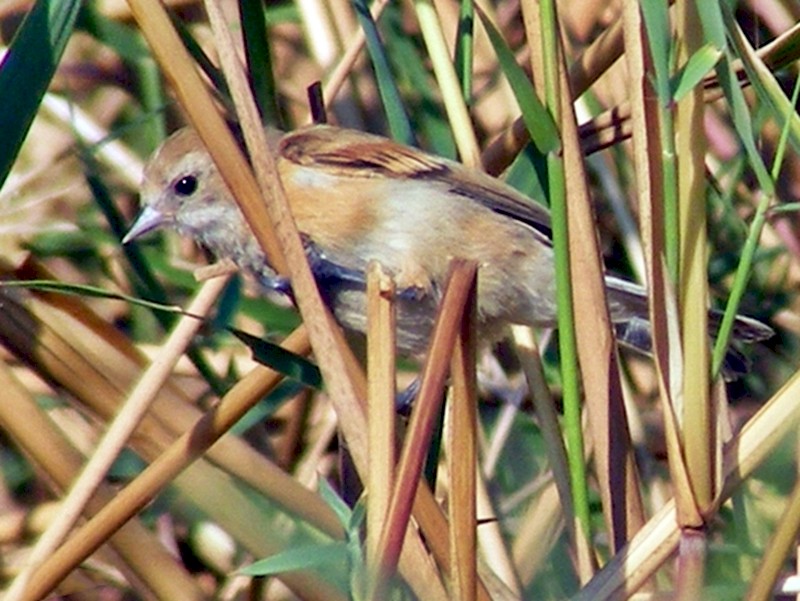 Eurasian Penduline-Tit - eBird