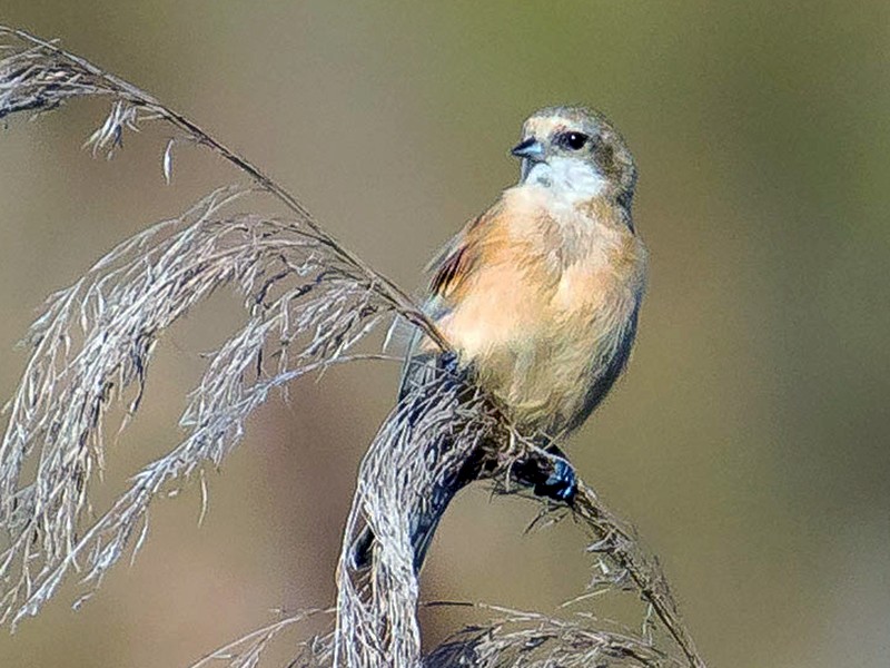 Eurasian Penduline-Tit - eBird