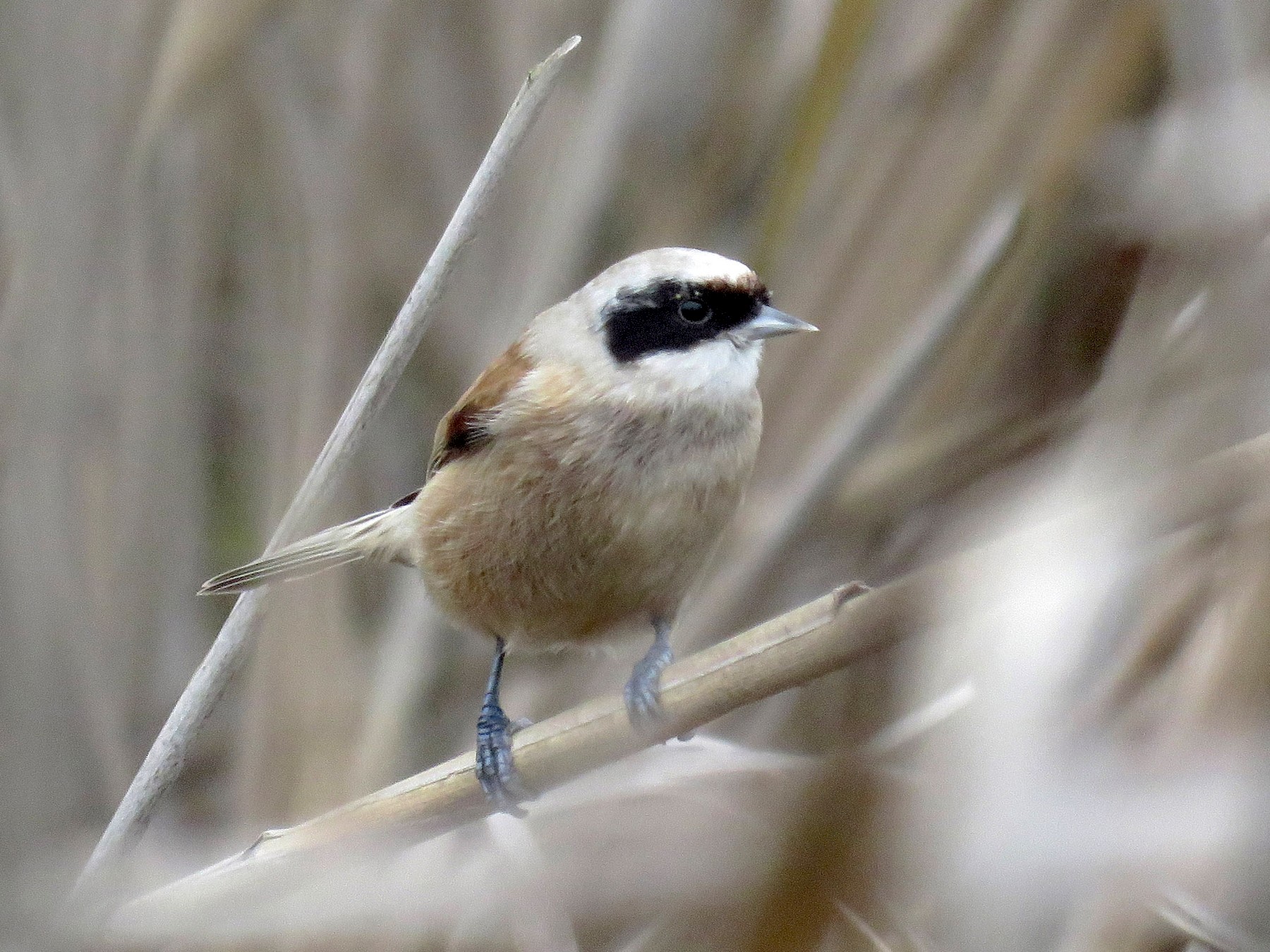 Eurasian Penduline Tit - eBird