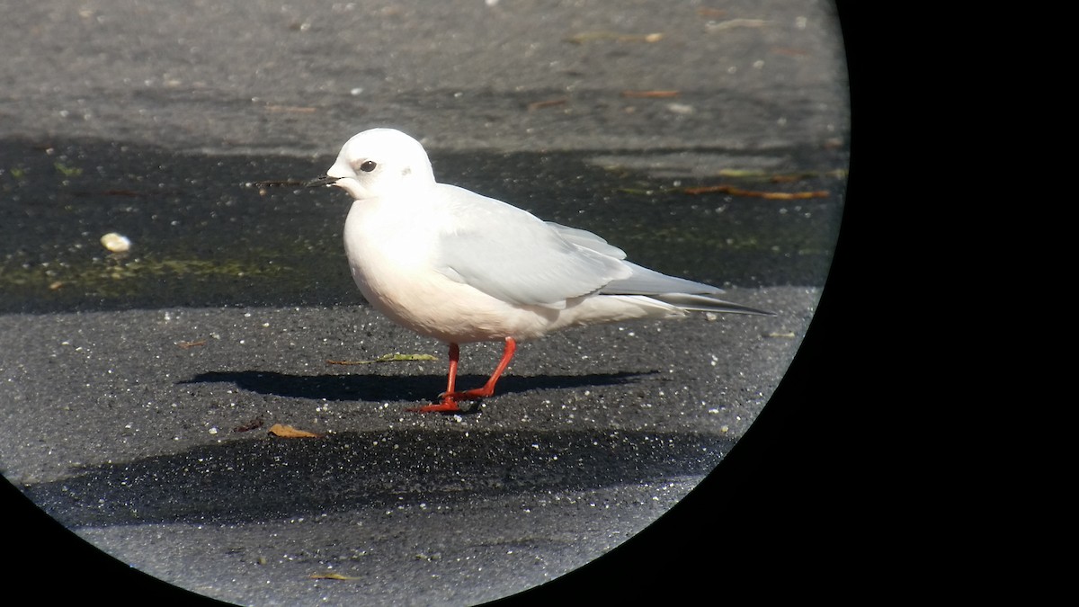 eBird Checklist - 12 Jan 2017 - Pillar Point Harbor - 19 species