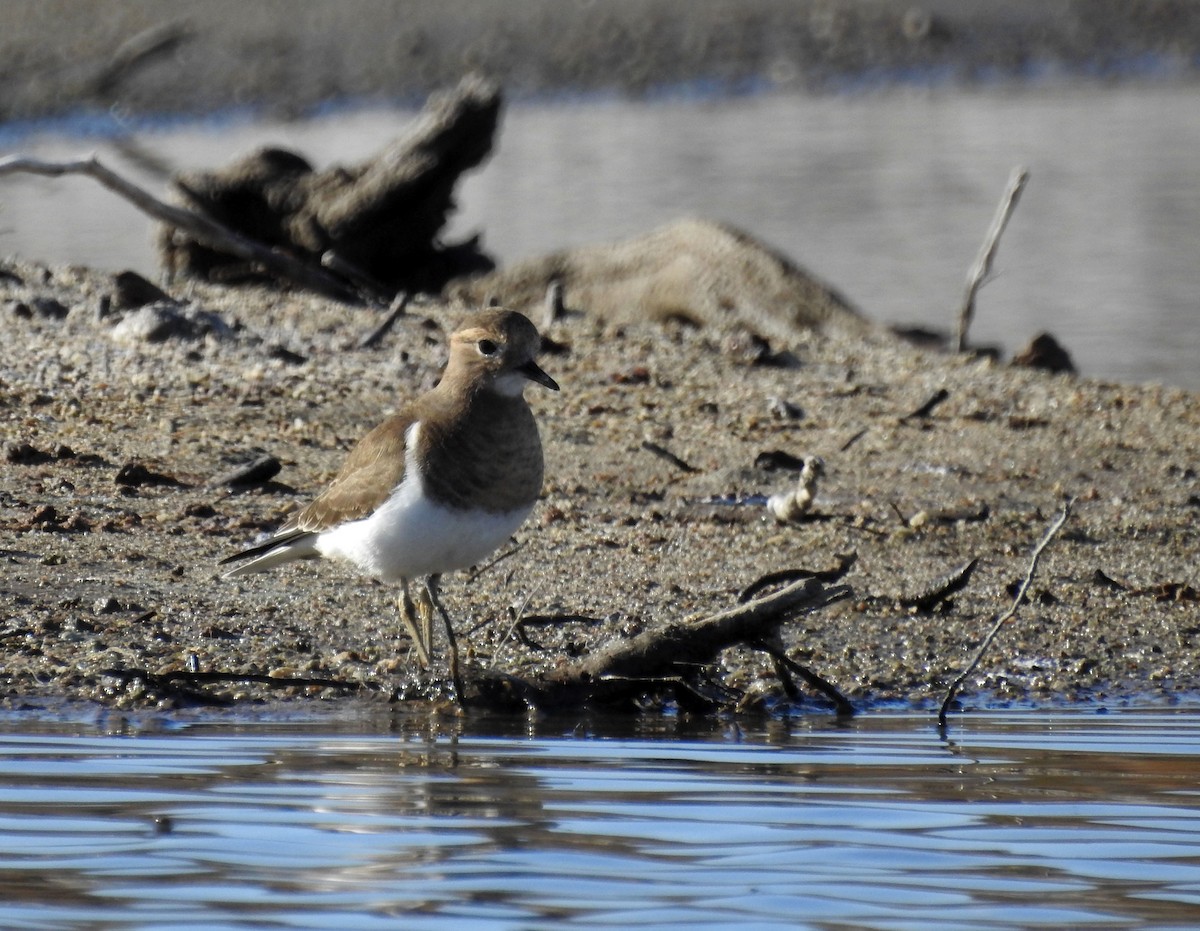 eBird Checklist - 21 May 2022 - Desaguadero azud Norte San Luis - 5 species