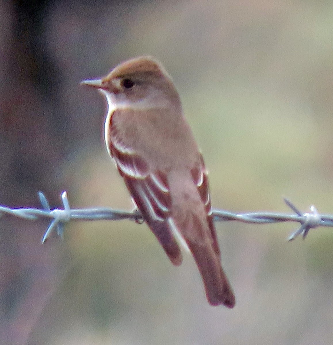 eBird Checklist - 23 May 2022 - Sage Hen Rest Area - 15 species