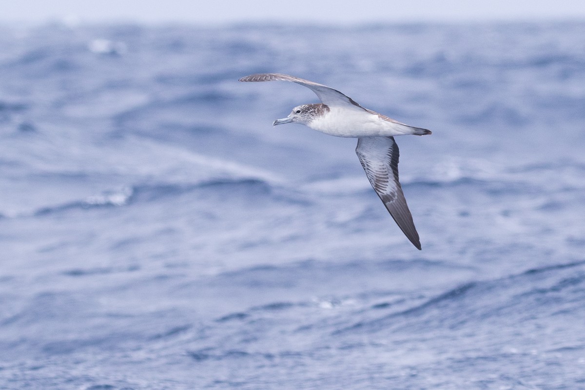 ML452701661 - Streaked Shearwater - Macaulay Library