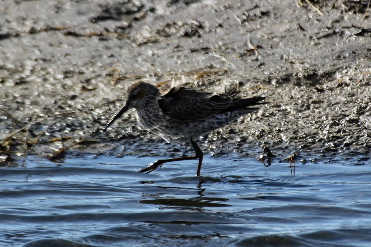 eBird Checklist - 24 Apr 2022 - Quivira NWR--Big Salt Marsh--Wildlife ...