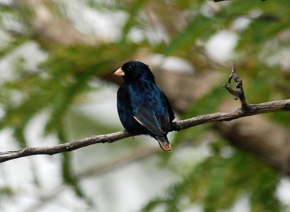 Barka Indigobird - Vidua larvaticola - Birds of the World