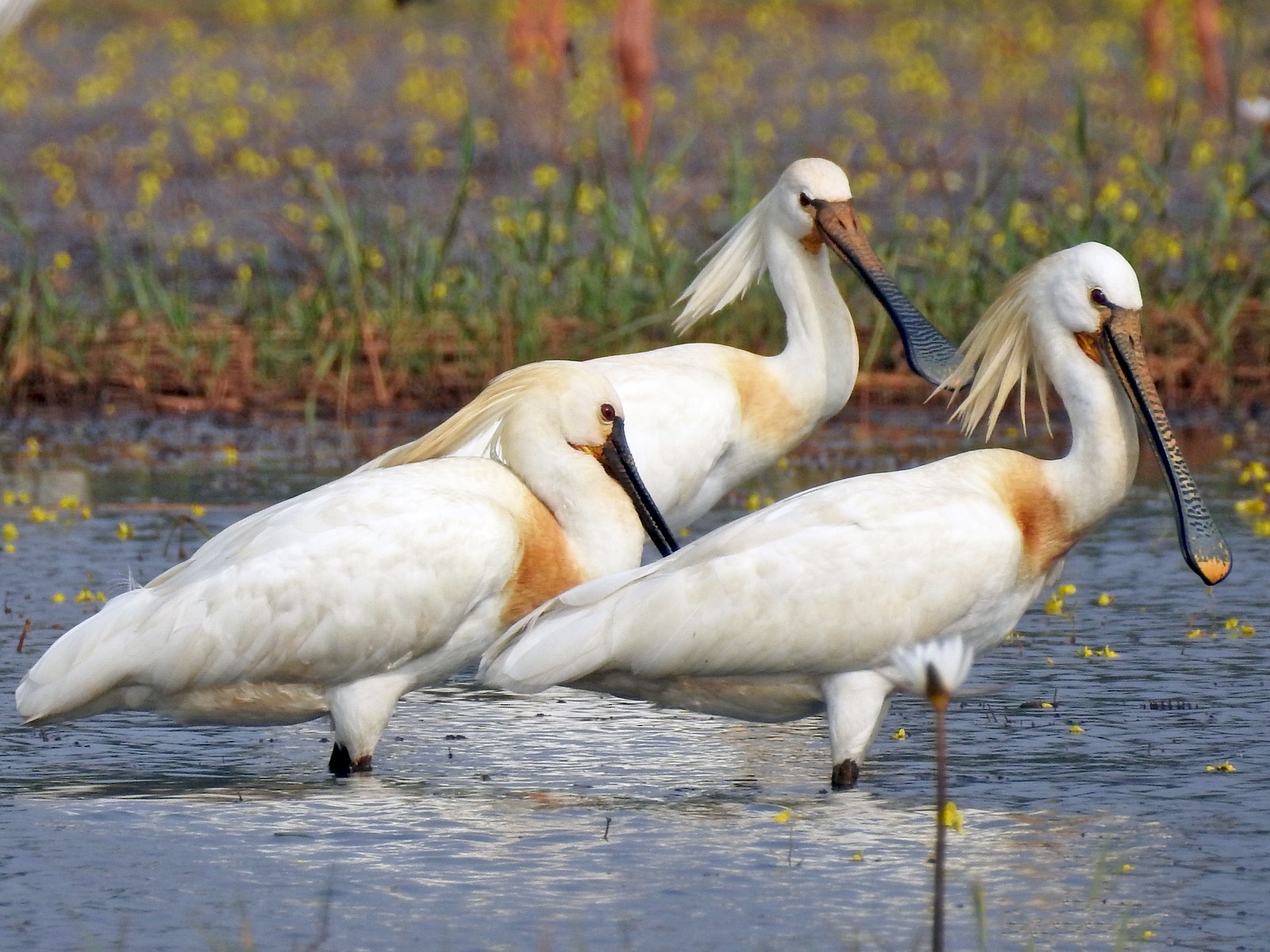 Eurasian Spoonbill - eBird