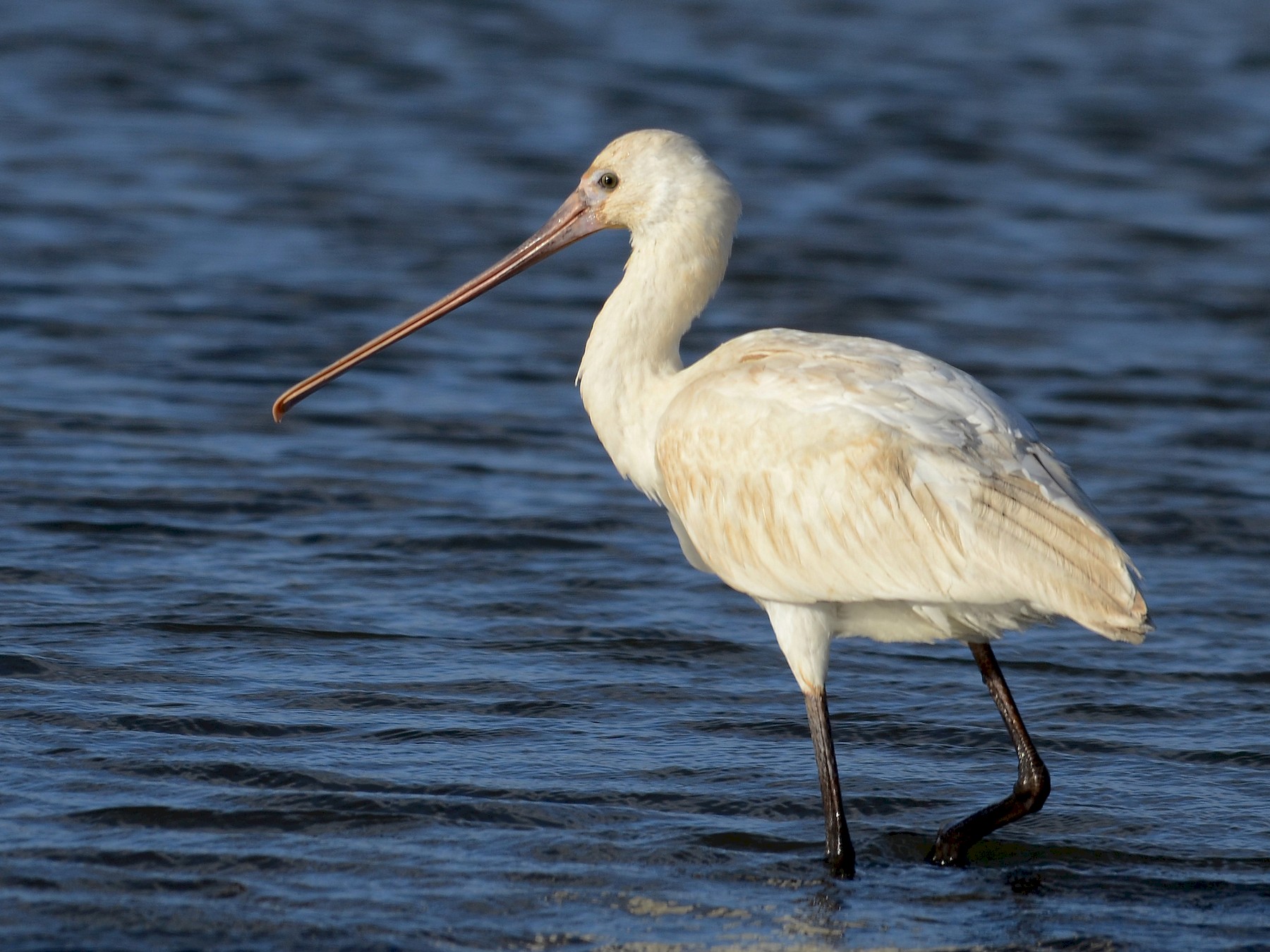 Eurasian Spoonbill - eBird