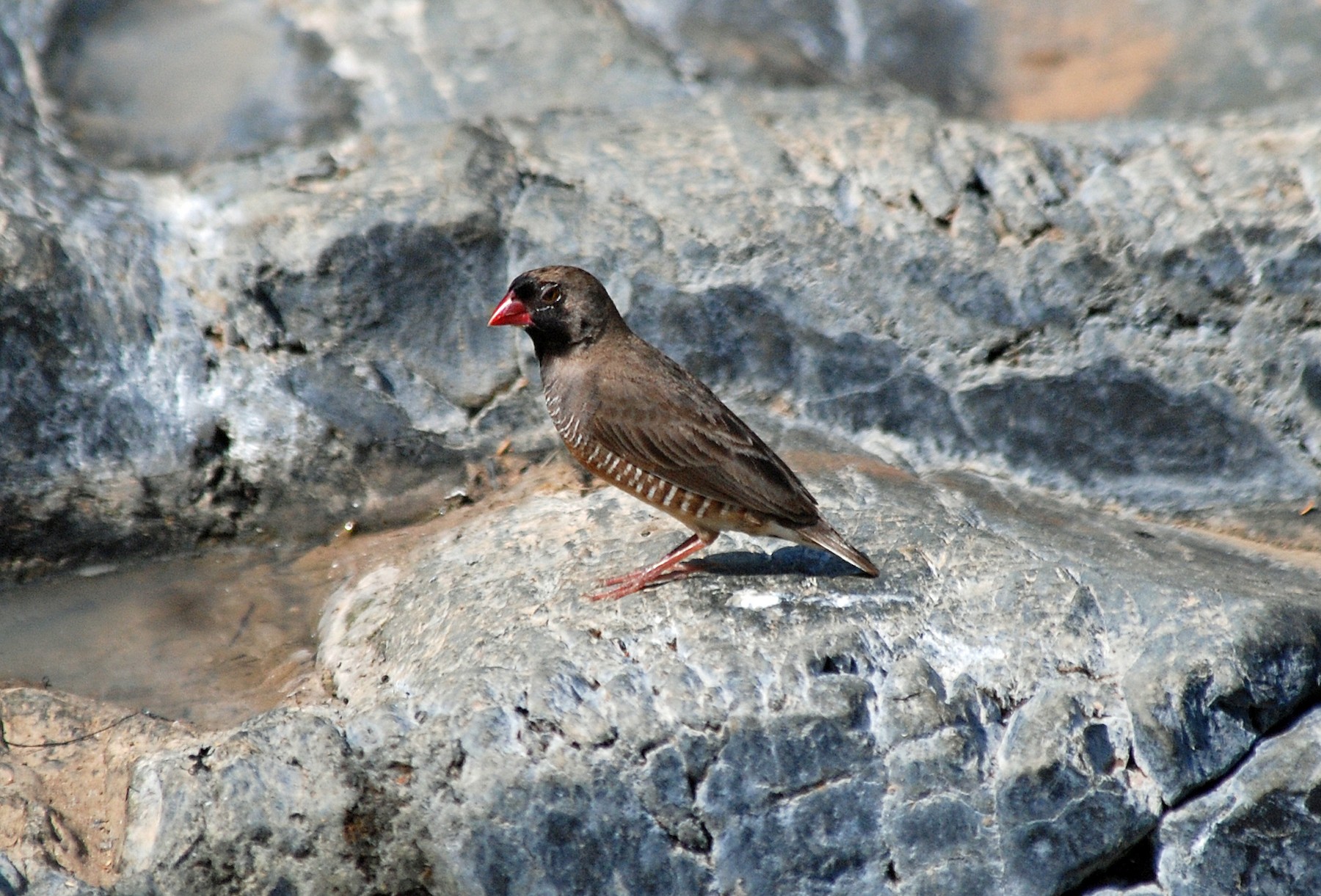 African Quail-Finch (Black-faced) - eBird