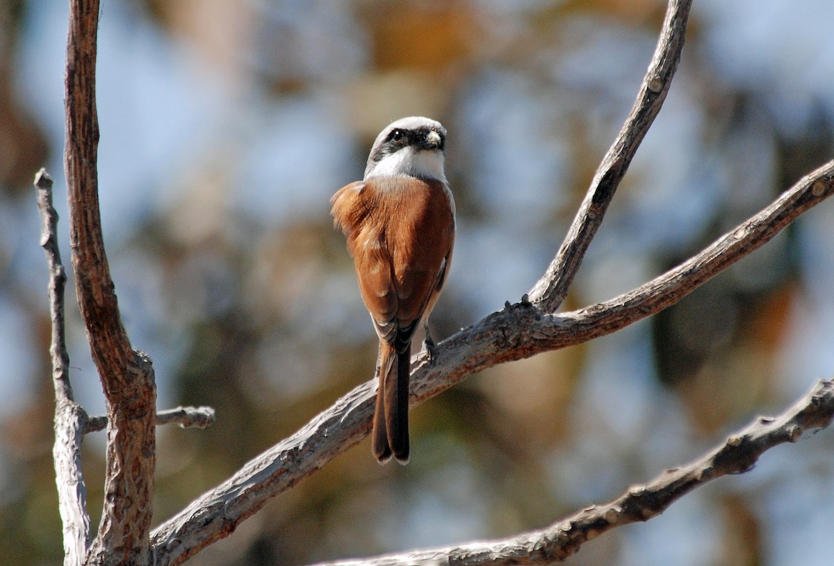 Emin's Shrike - Lanius gubernator - Birds of the World