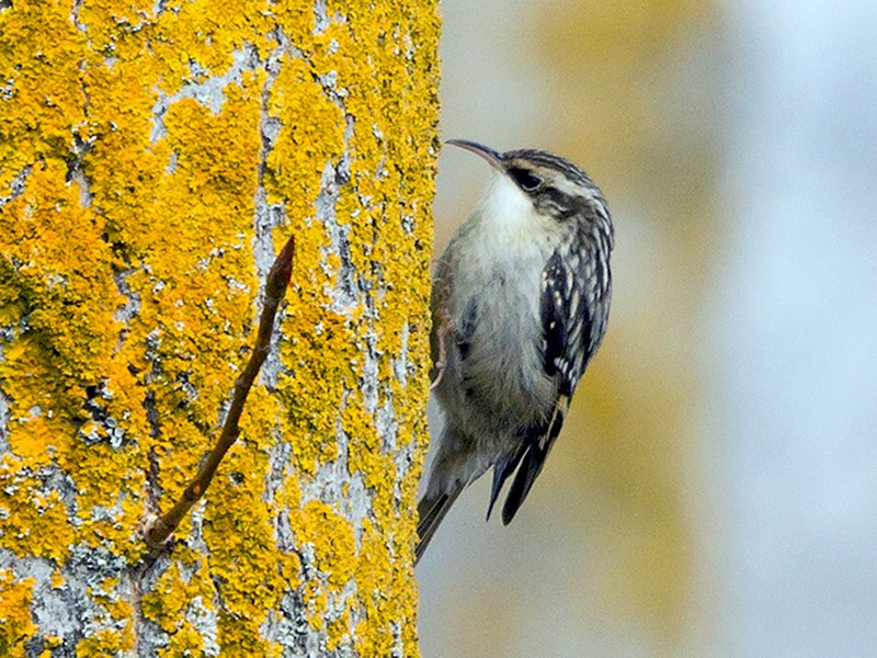 Short-toed Treecreeper - eBird